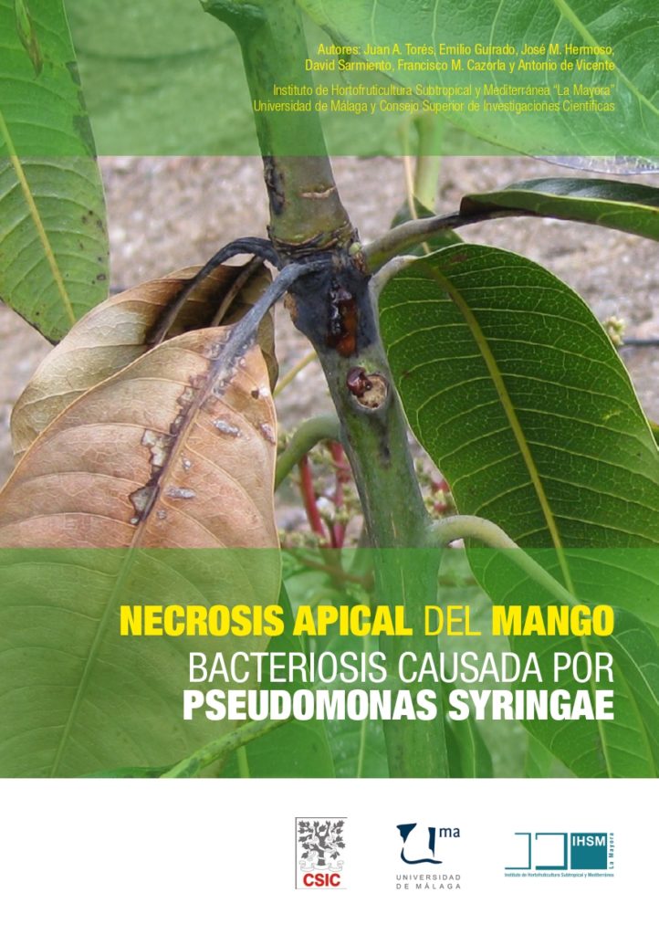 NECROSIS APICAL DEL MANGO – MAM